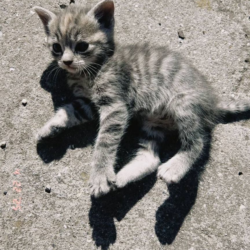 Кошка