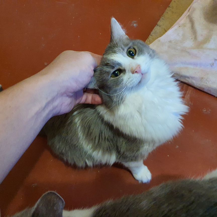 Кошечка в добрые руки