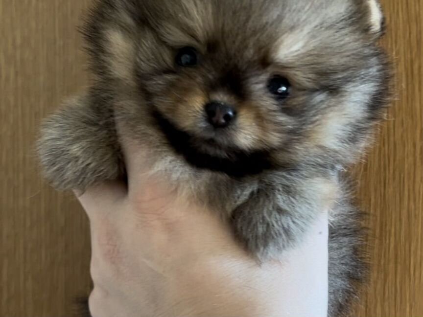 Шпиц красивая девочка