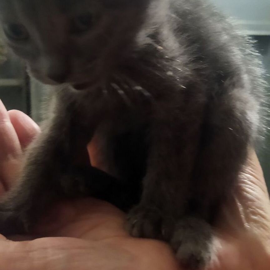 Котенок в добрые руки