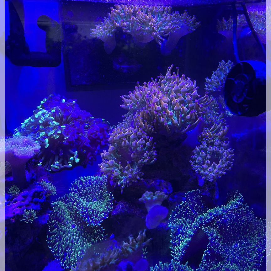 Актинии квадриколор