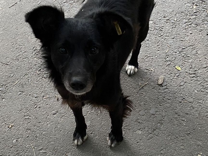 Ищу передержку или хорошего хозяина для собаки