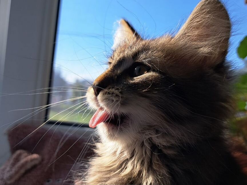 Шотландский вислоухий кот