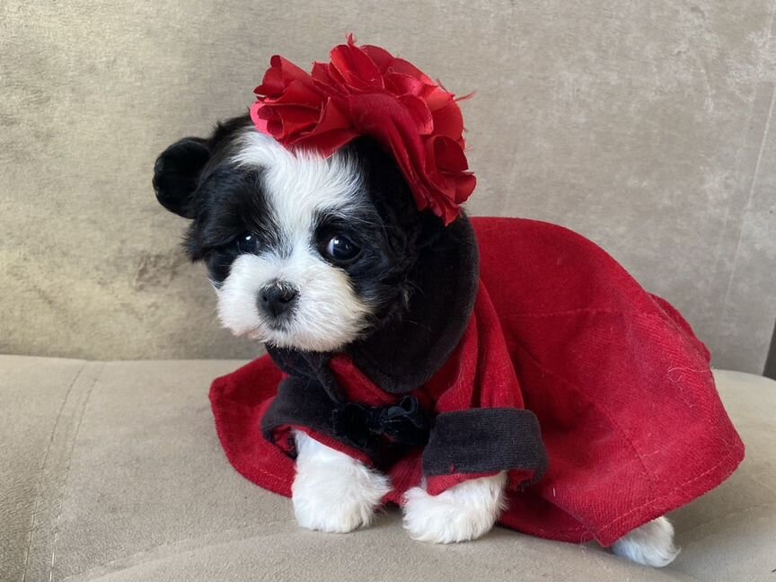 Мадмуазель