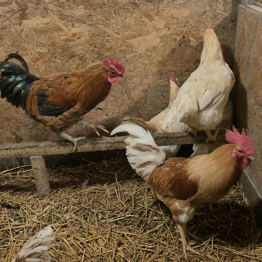 Молодые домашние петушки