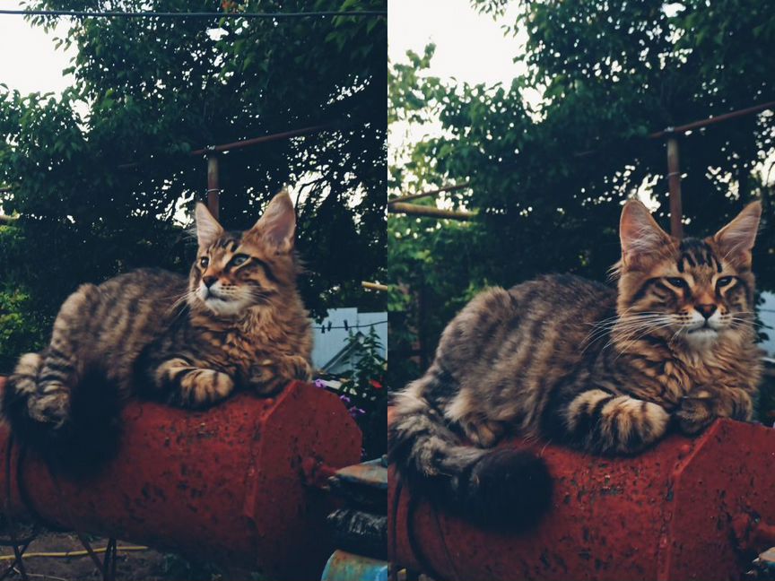 Котик мейн-кун