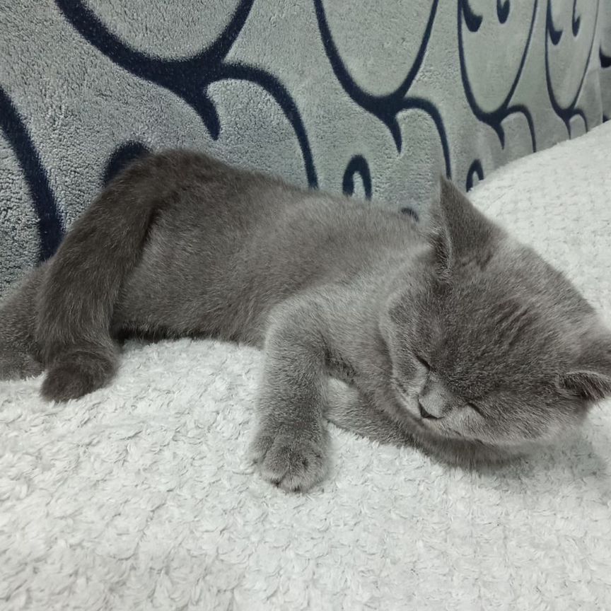 Британский котик