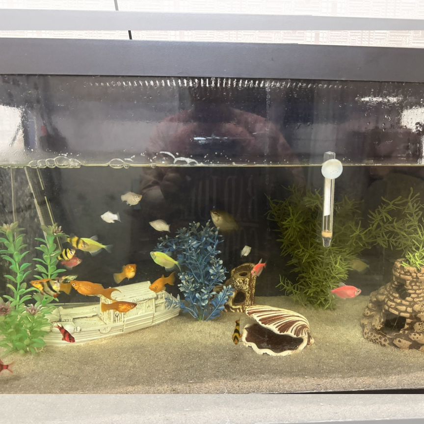 Аквариум с рыбками 100