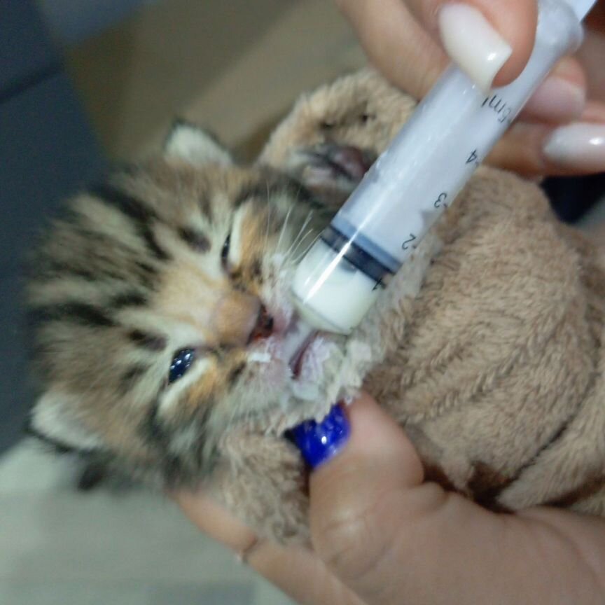 Шотландский вислоухий короткошёрстный котёнок