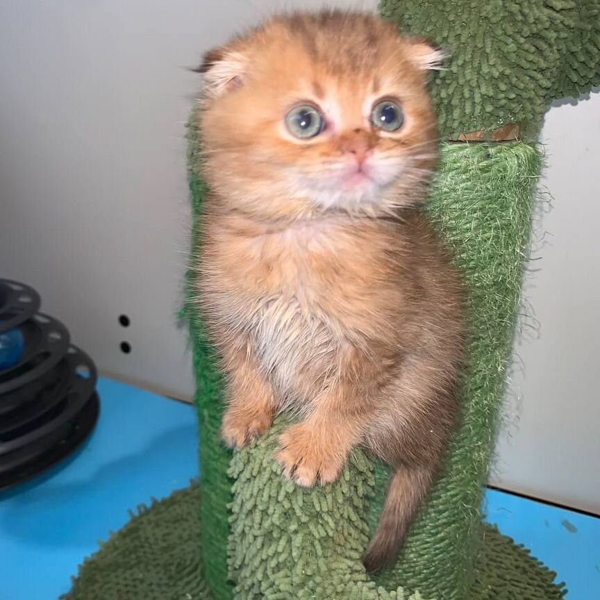 Шотландские котята