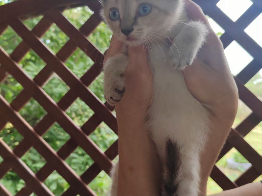 Сиамский кот