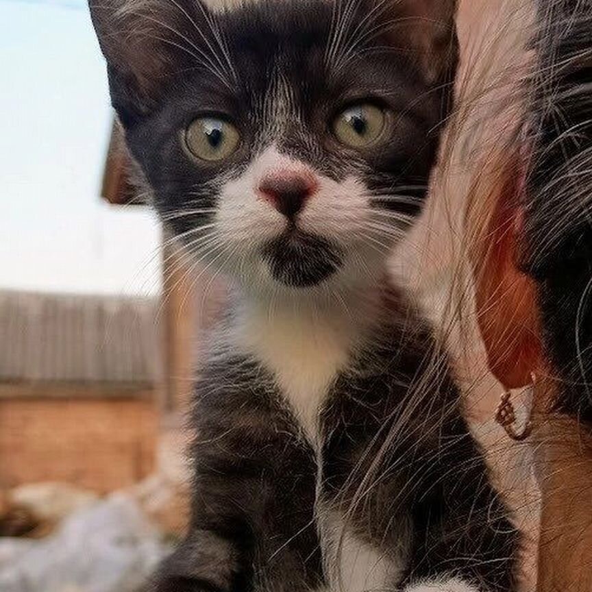 Выброили котят. Ищем им дом