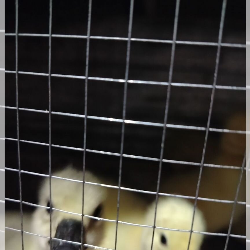 Гусята линда