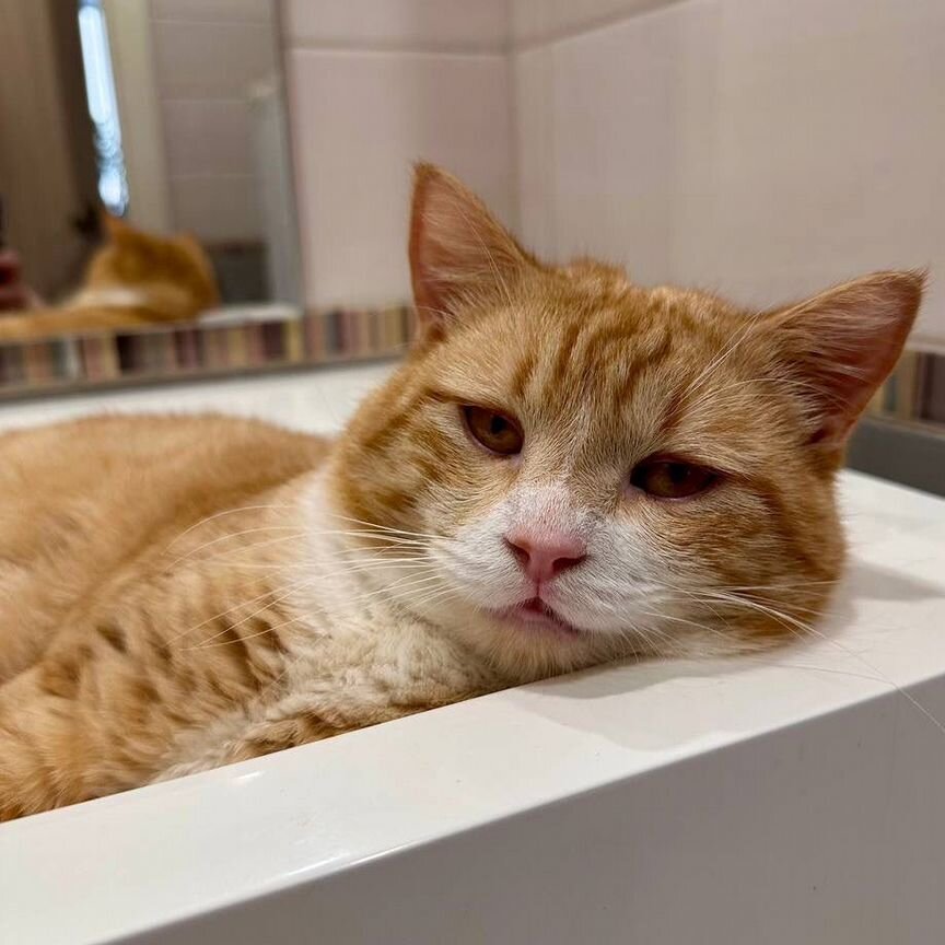 Взрослый кот в добрые руки