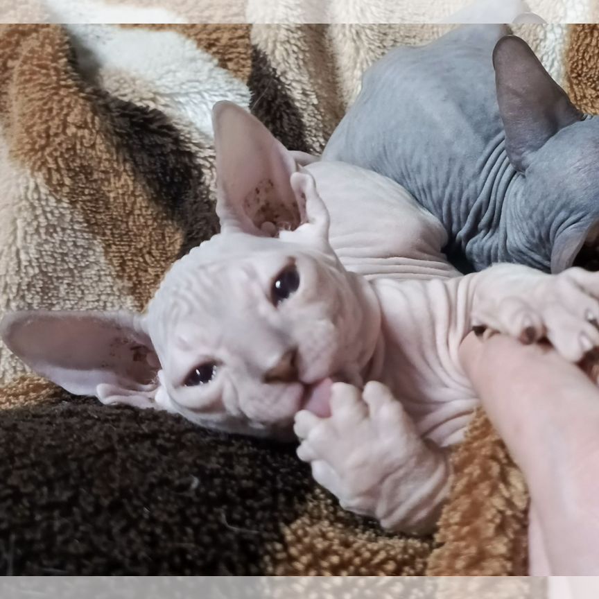 Донской сфинкс котёнок