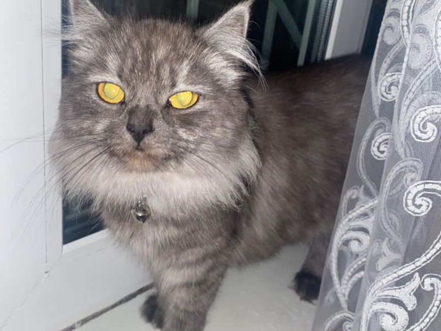 Кошка