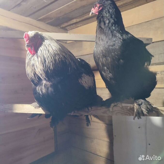 Фазаны и курицы