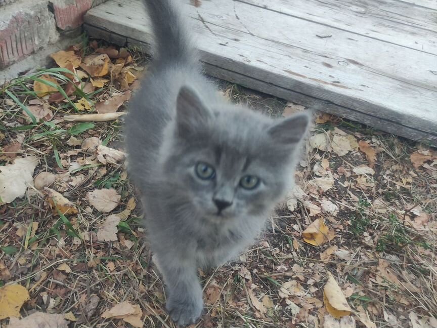 Британская кошка в дар