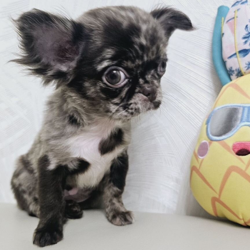 Чихуахуа с сердечком на груди