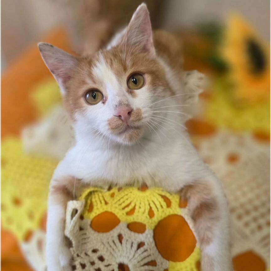 Котёнок в добрые руки