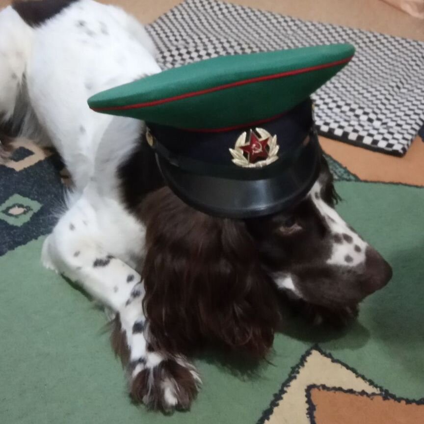 Русский спаниель вязка кобель