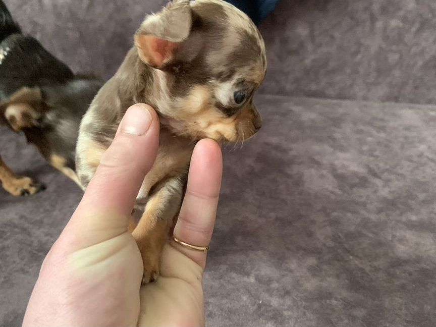 Русский той-терьер мини