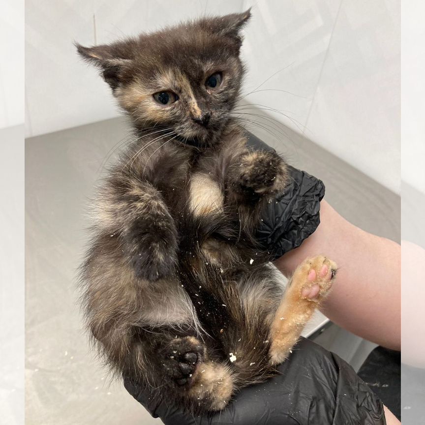 Котёнок в добрые руки