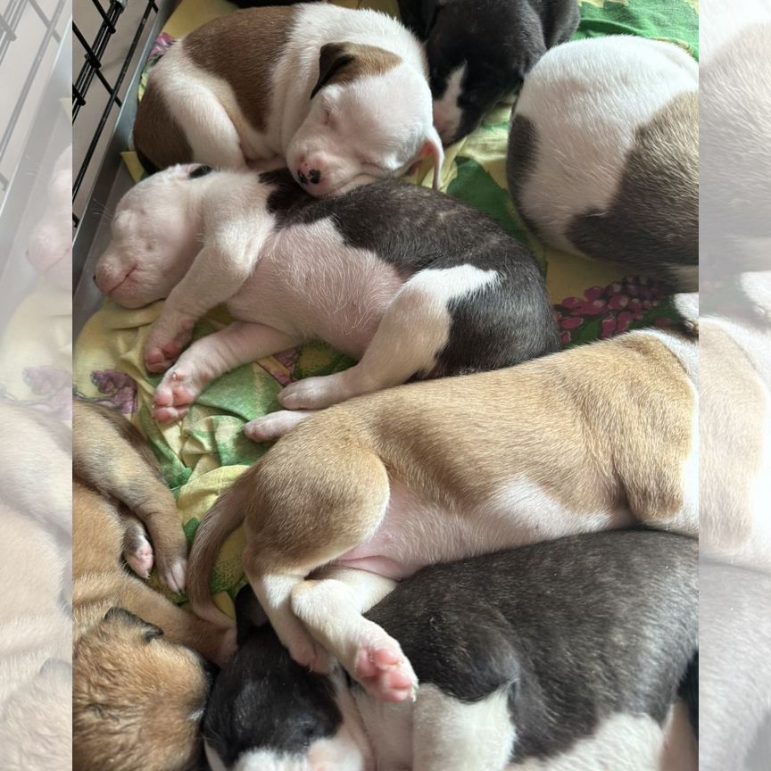 Американский стаффордширский терьер, щенок