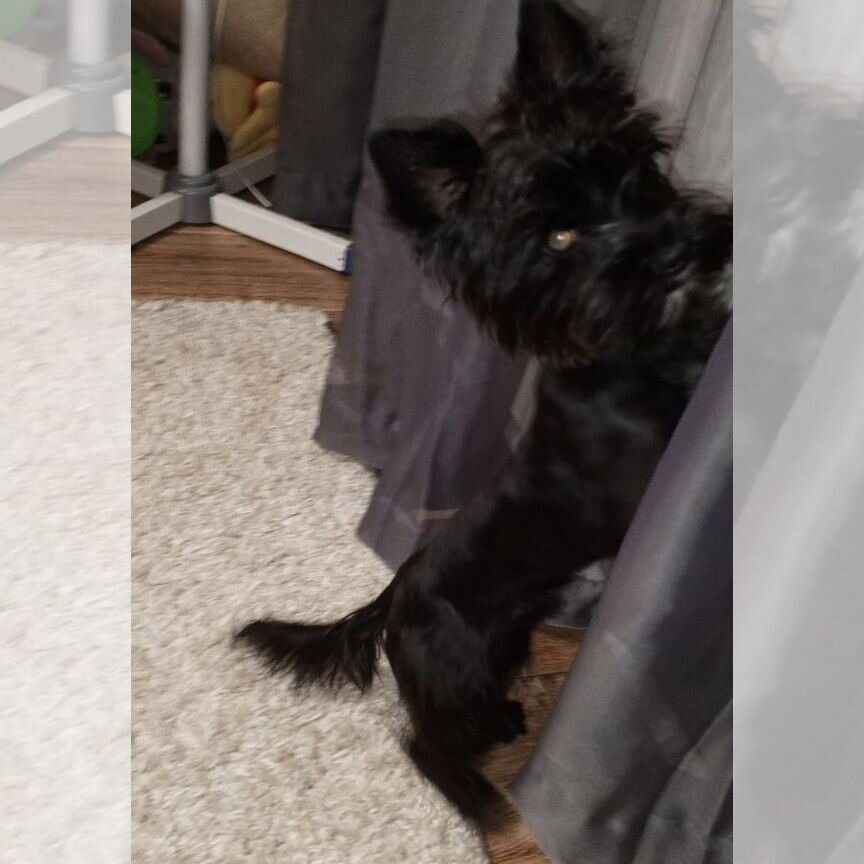 Йоркширский терьер