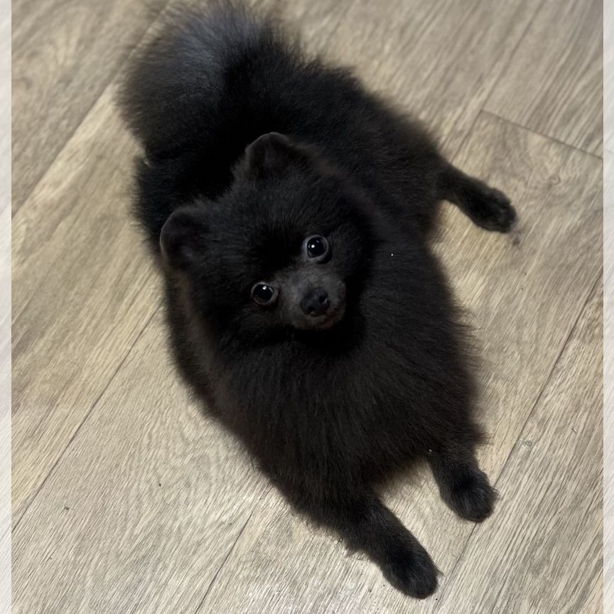 Немецкий шпиц, щенок