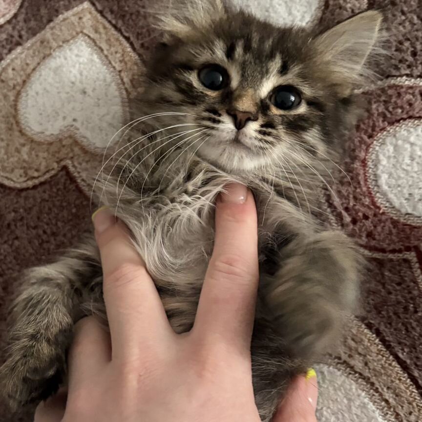 Мейн-кун котёнок