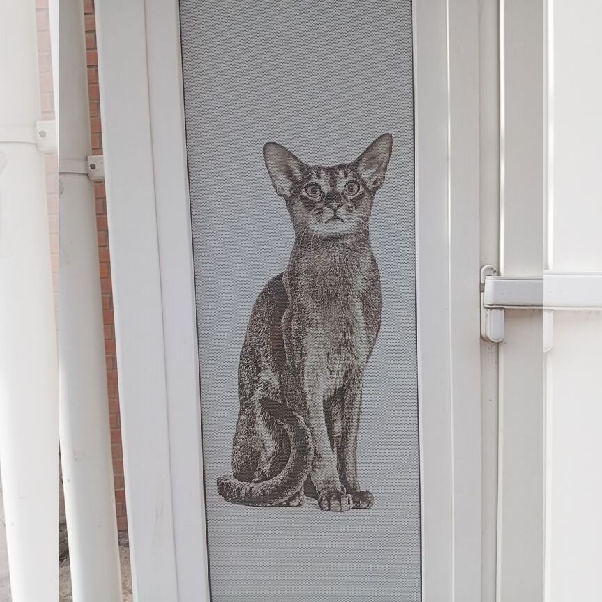 Шотландский вислоухий длинношёрстный, взрослый кот