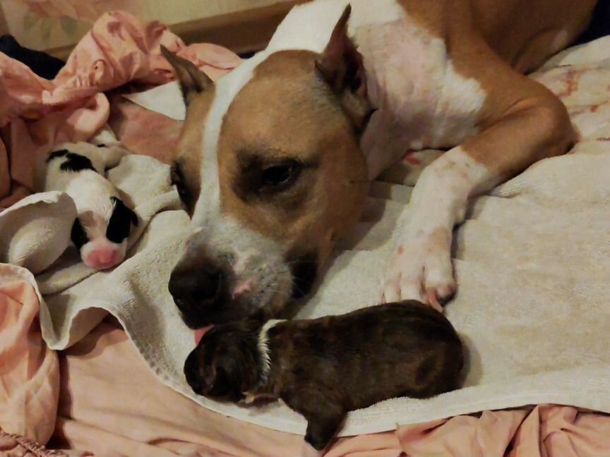 Американский стаффордширский терьер