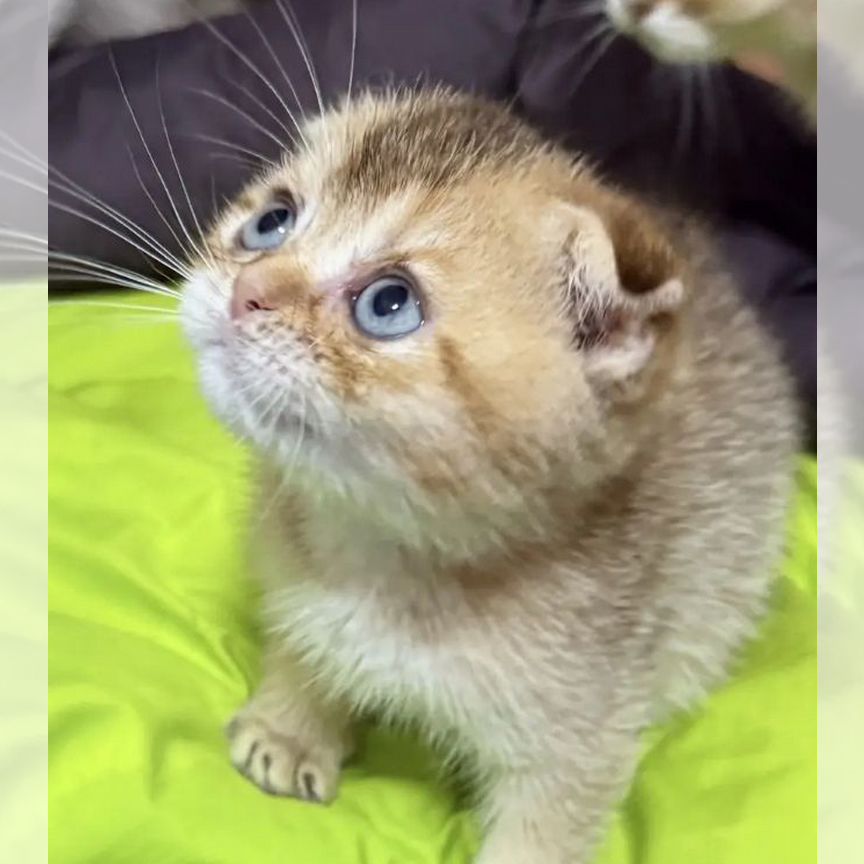 Шотландский вислоухий короткошёрстный котёнок