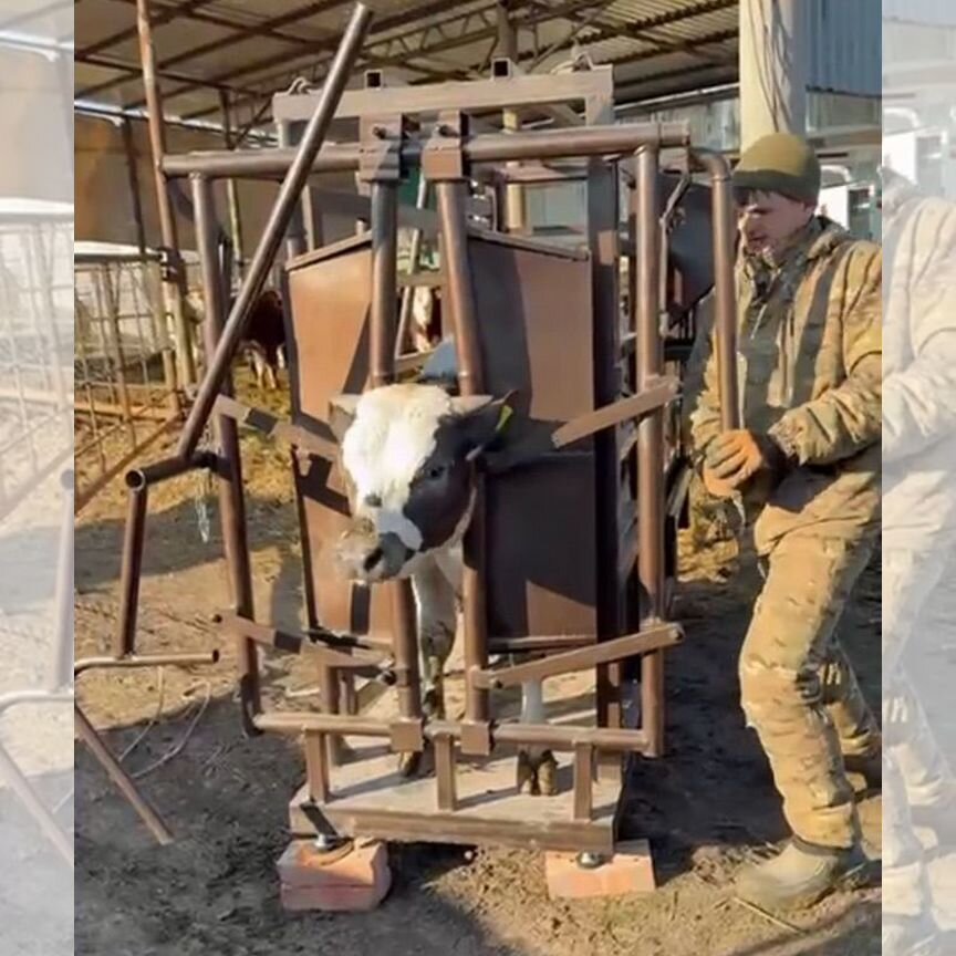 Раскол для обработки крс с функцией взвешивания