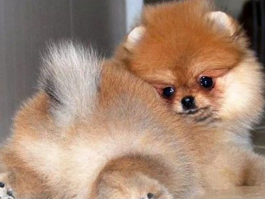 Щенки шпица соболь и крем померанцы