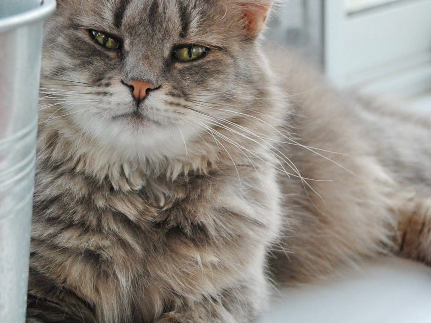 Кошка пушистая и мягкая