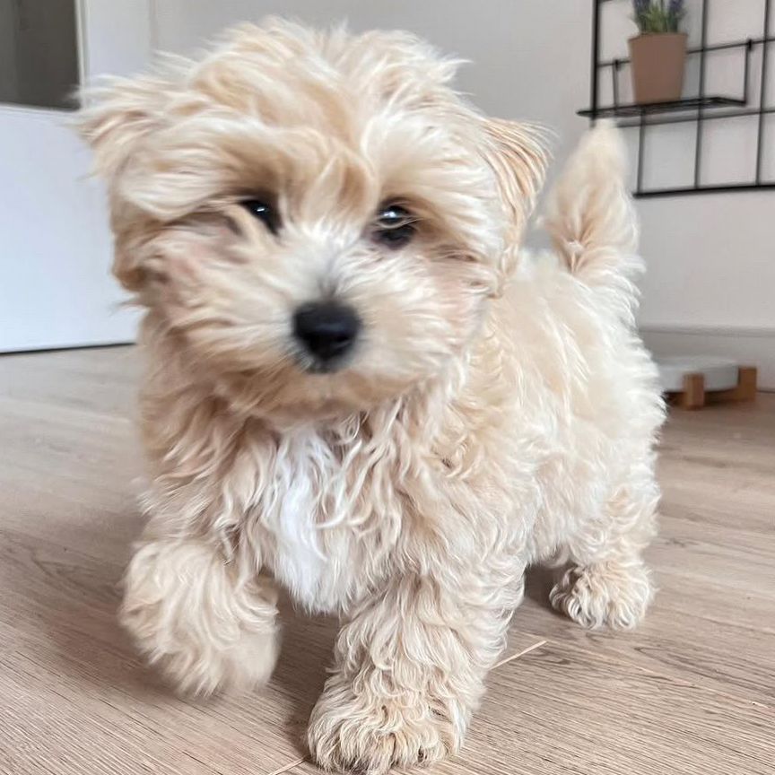 Мальтипу, щенок