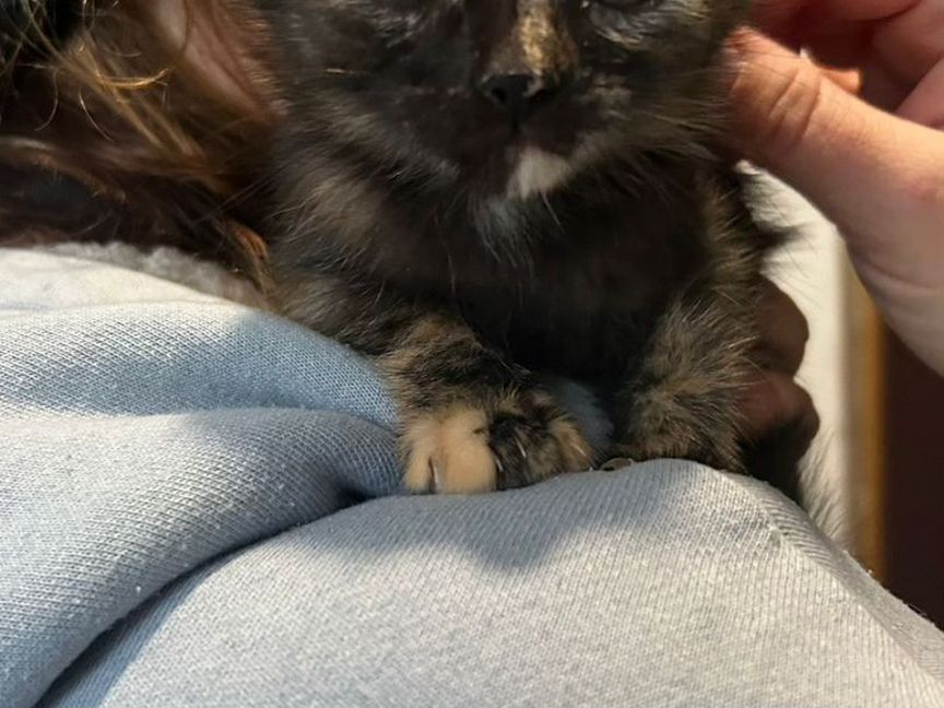 Котенок ищет дом