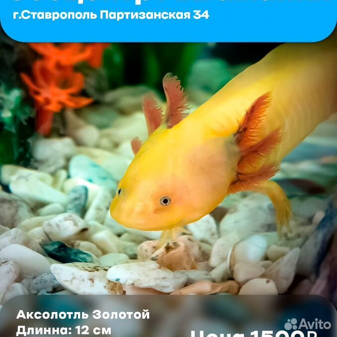 Аксолотли, Тритоны, Лягушки (Белые и черные)