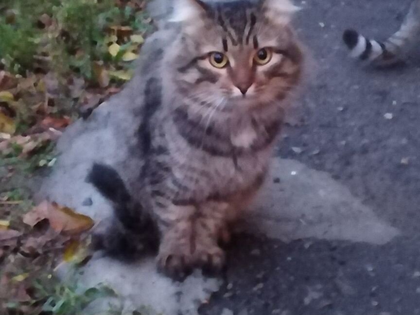 Замерзает котик, очень нужен дом