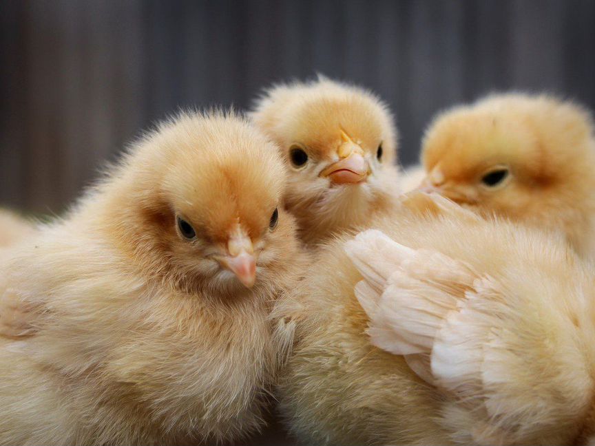 Суточные цыплята бройлеры с доставкой