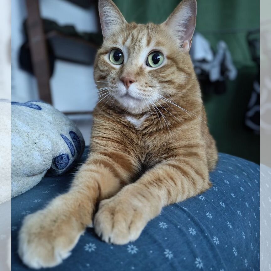 Кошка бобтейл