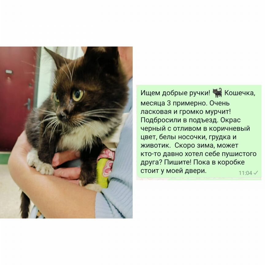 Котёнок девочка