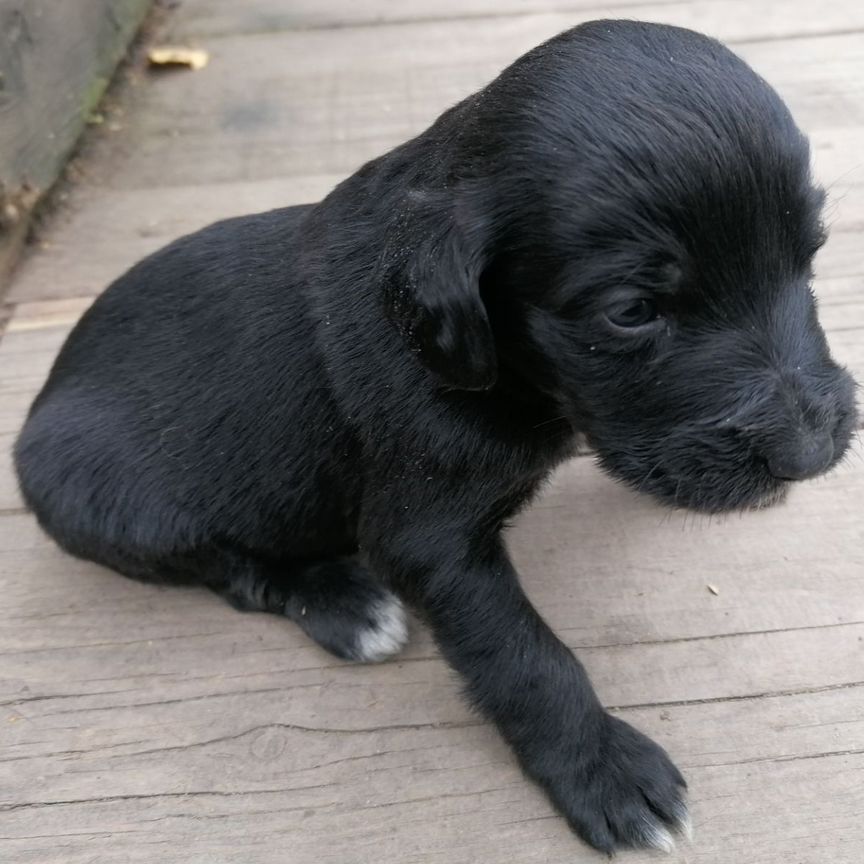 Щенки русский охотничий спаниель