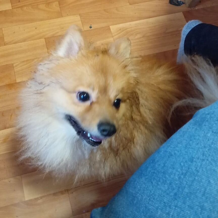 Немецкий шпиц, взрослый пёс