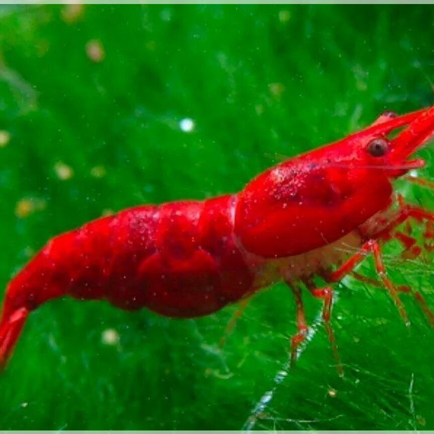 Аквариумные креветки