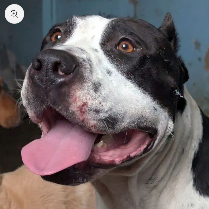 Американский стаффордширский терьер, взрослый пёс