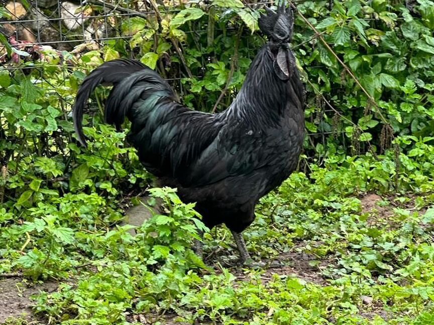 Петух Лакеданзи