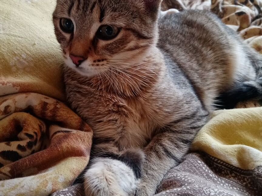 Котенок Герда ищет дом